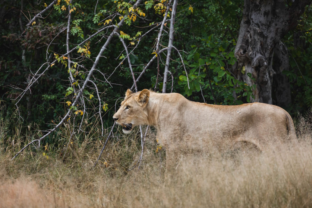 Safari Drives - Tsowa Safari Island
