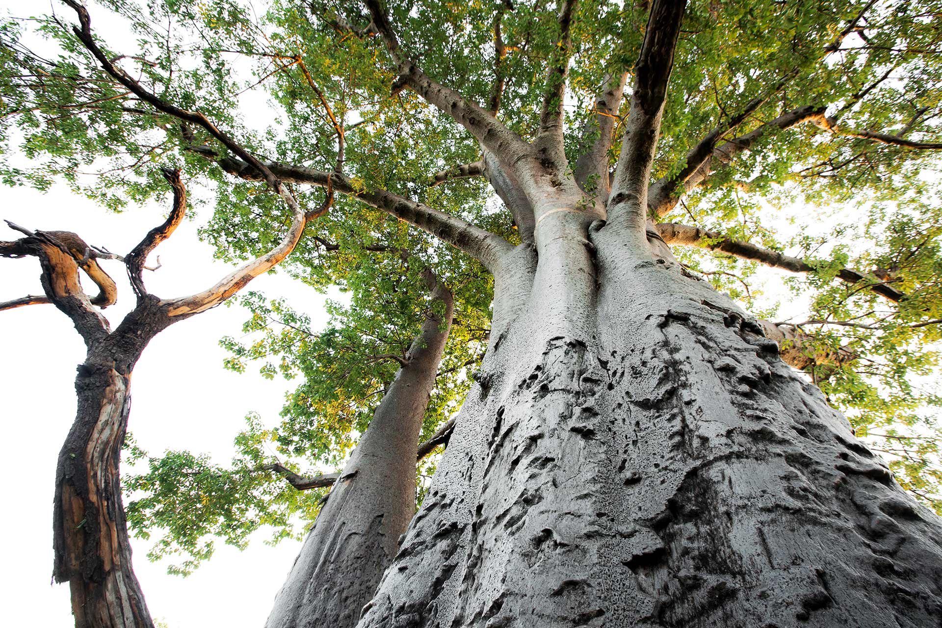 Safari Island Gallery | Photos & Videos | Tsowa Safari