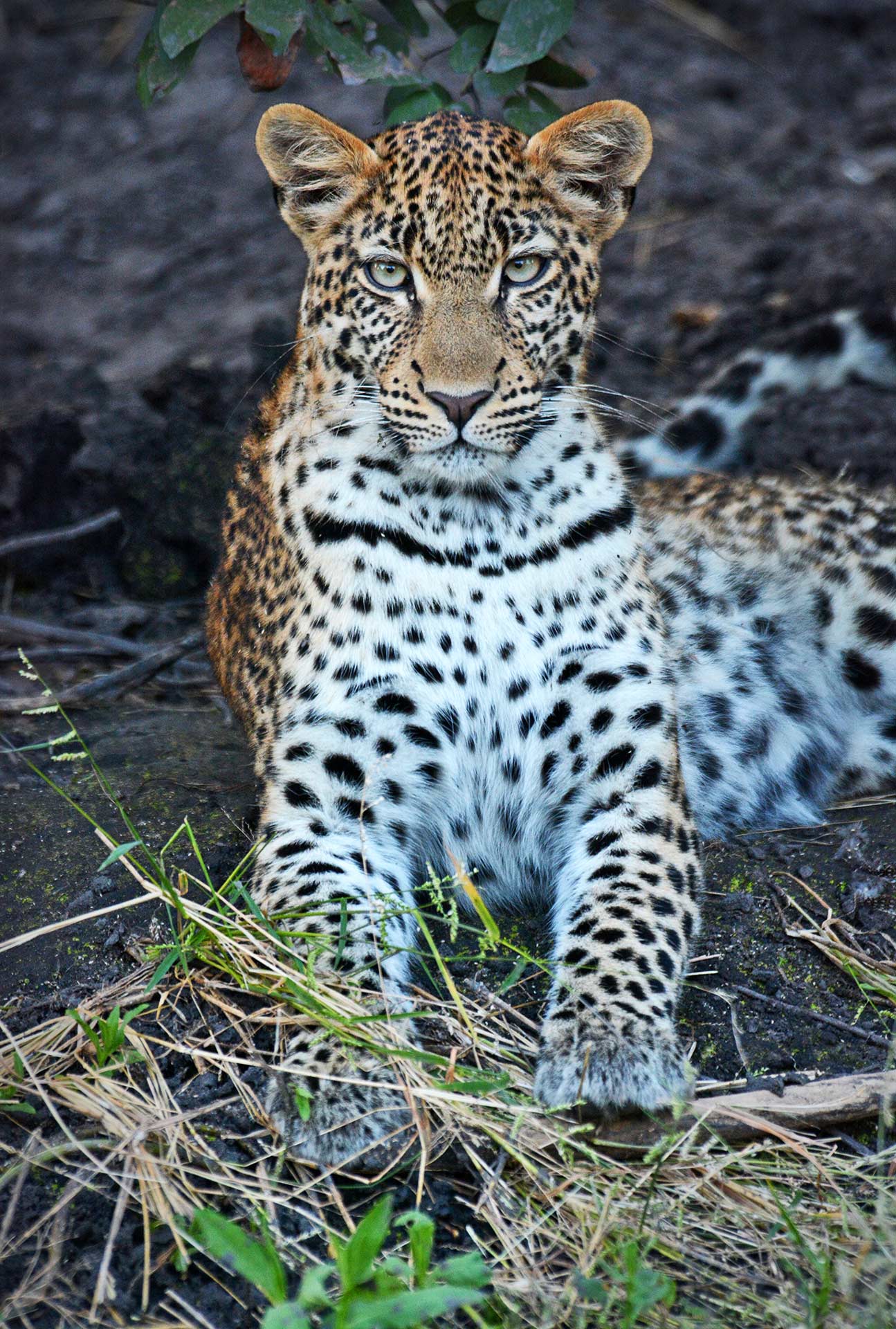 Safari Island Gallery | Photos & Videos | Tsowa Safari