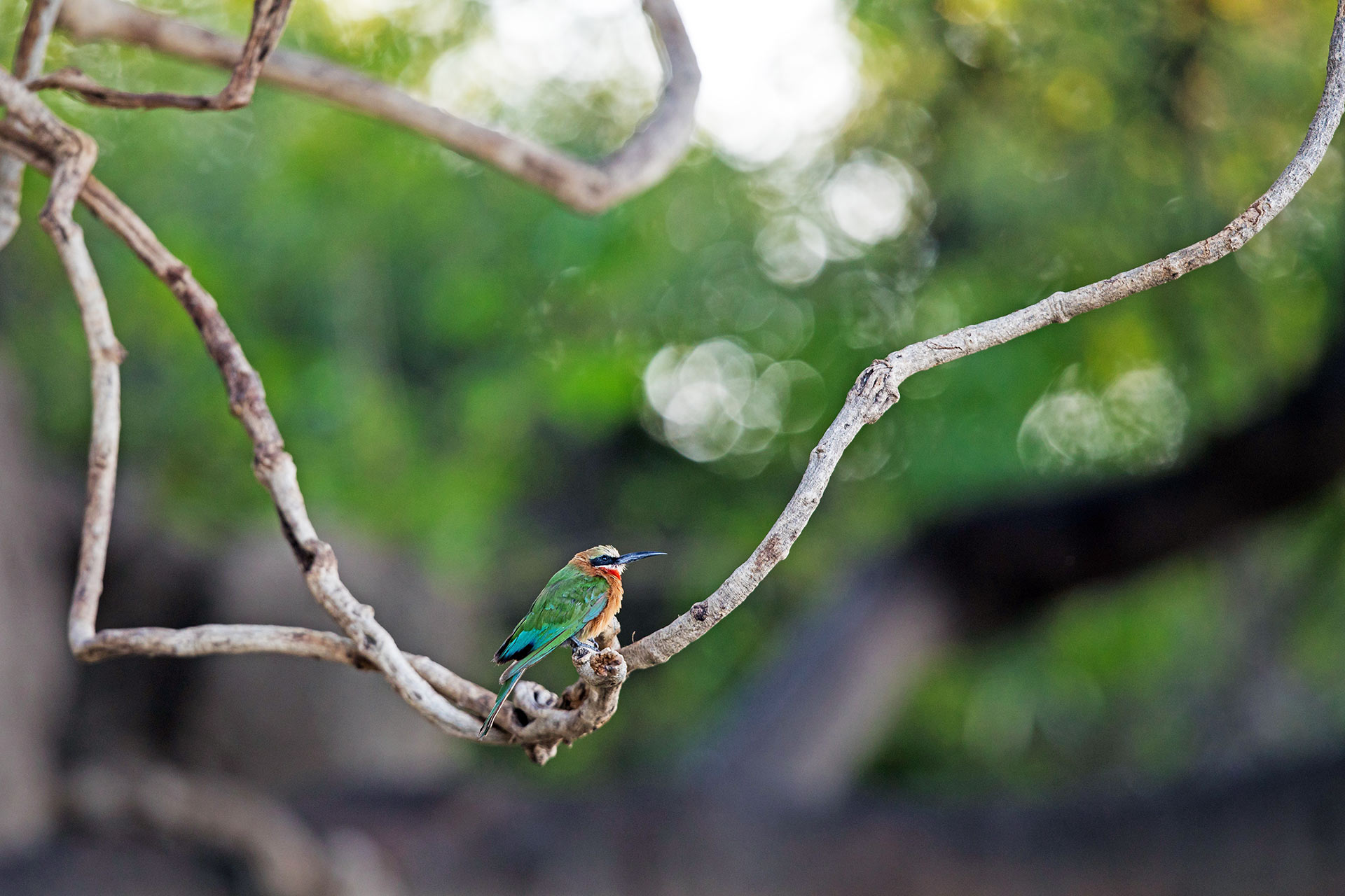 Safari Island Gallery | Photos & Videos | Tsowa Safari