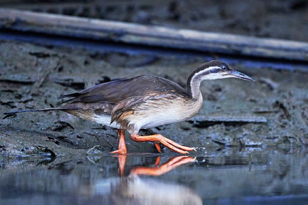 Birding - Tsowa Safari Island