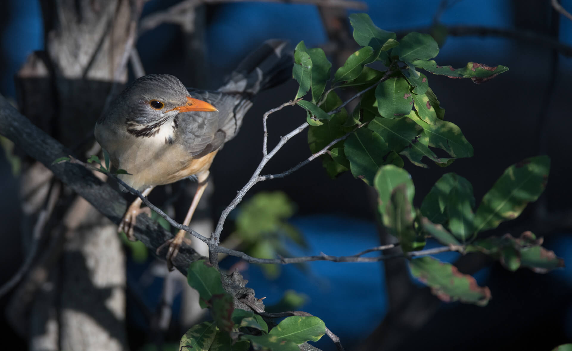 Birding - Tsowa Safari Island