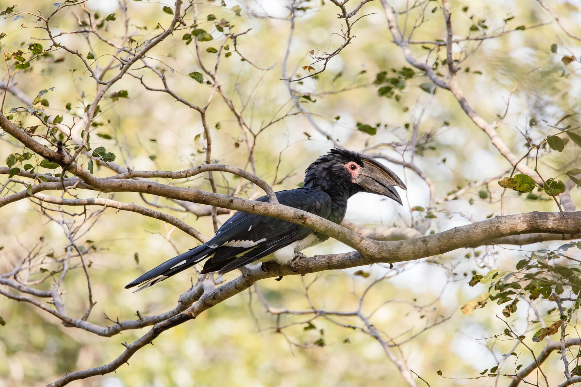 Birding - Tsowa Safari Island